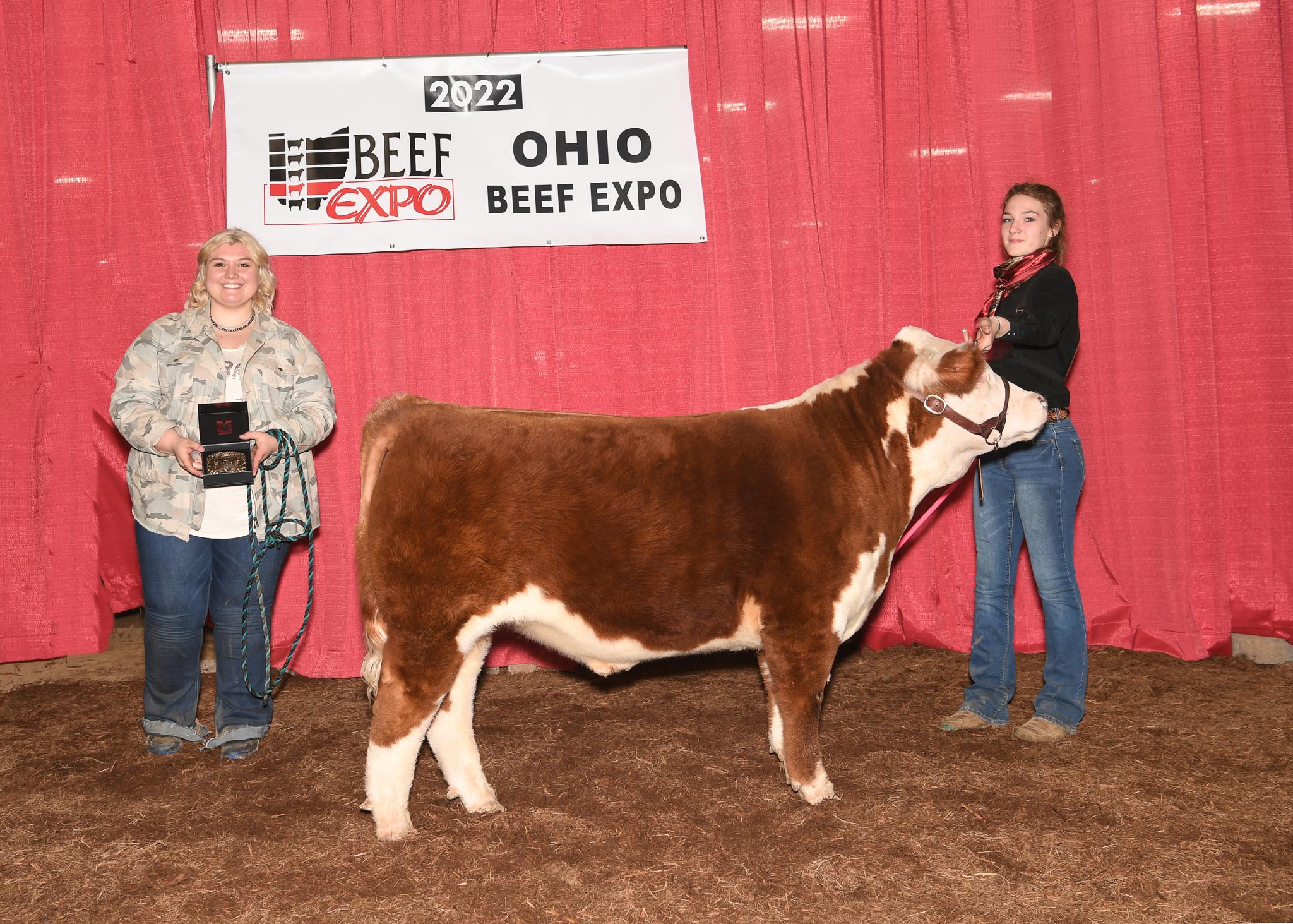 Miniature Hereford