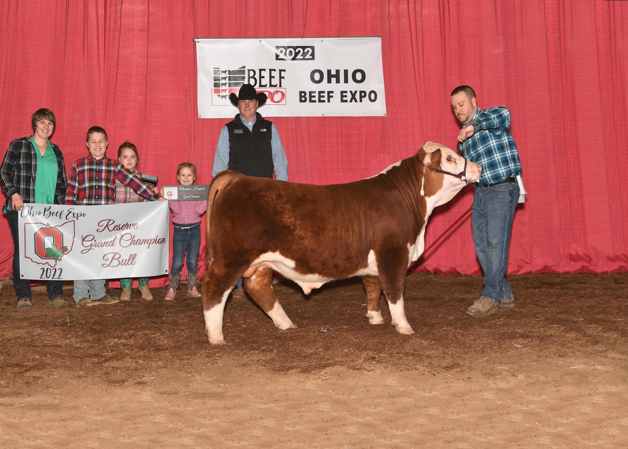 Miniature Hereford