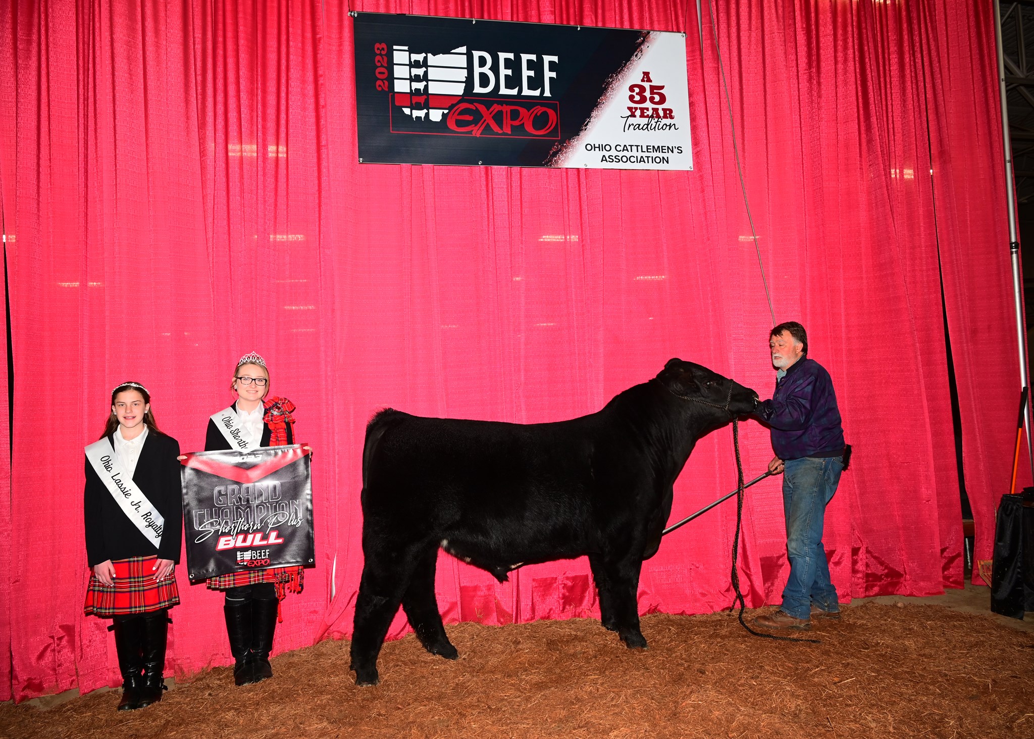 Shorthorn Plus Show Cattle