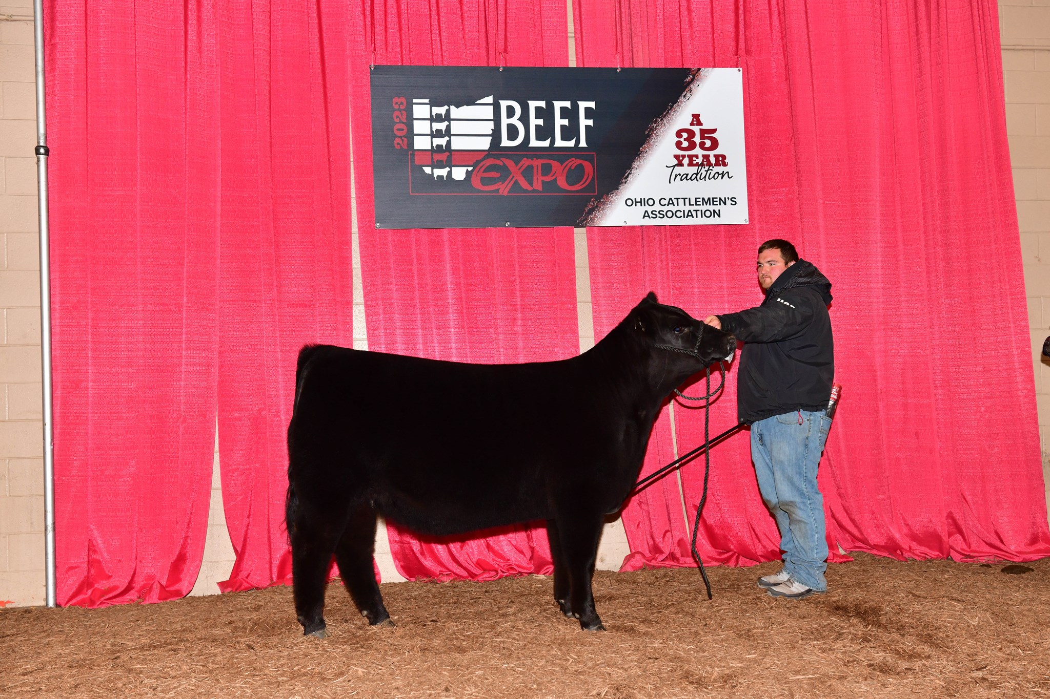 Red Simmental Show Cattle